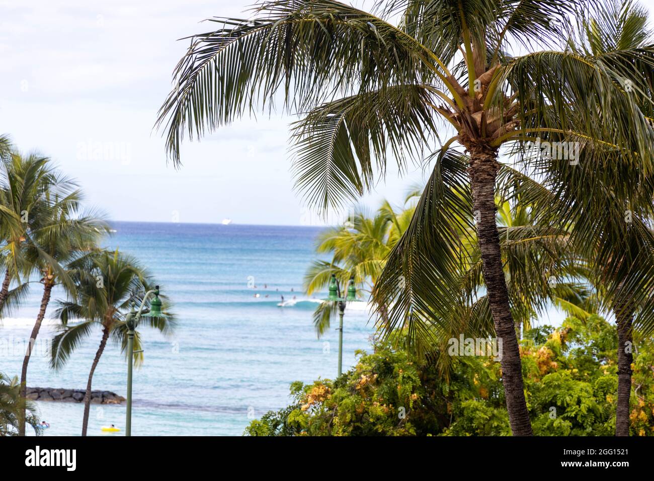 Hawaii palm trees with an ocean view in Honolulu, Hawaii Stock Photo ...
