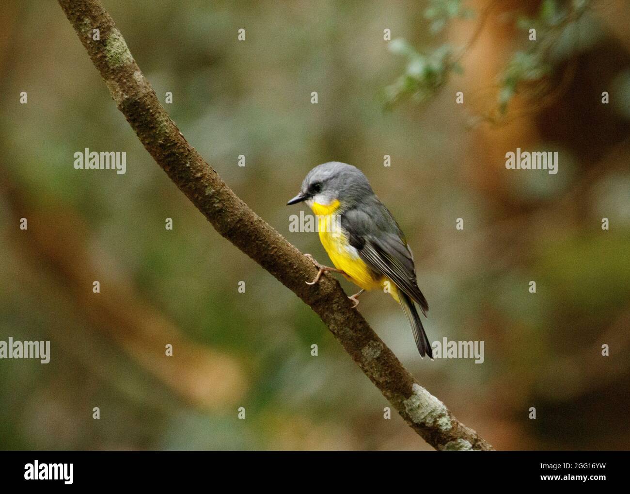 Eastern Yellow Robin (Eopsaltria australis) perched on vine Mount Nebo ...