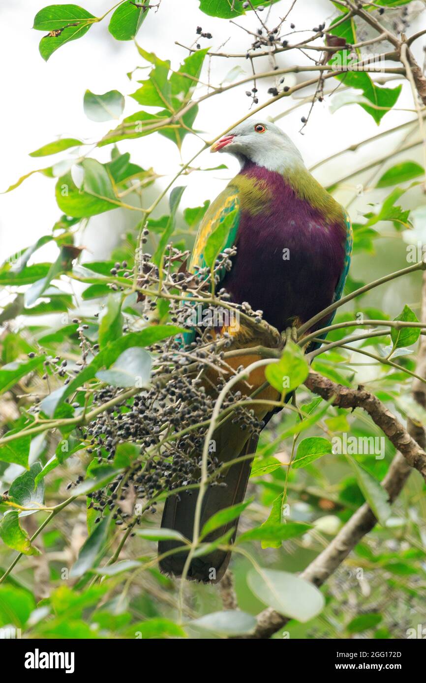 Wompoo Fruit-Dove (Ptilinopus magnificus) perched in tree Mount Nebo ...