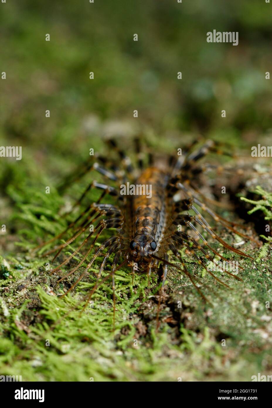 Australian House Centipede (Allothereua maculata) on mossy log at night ...