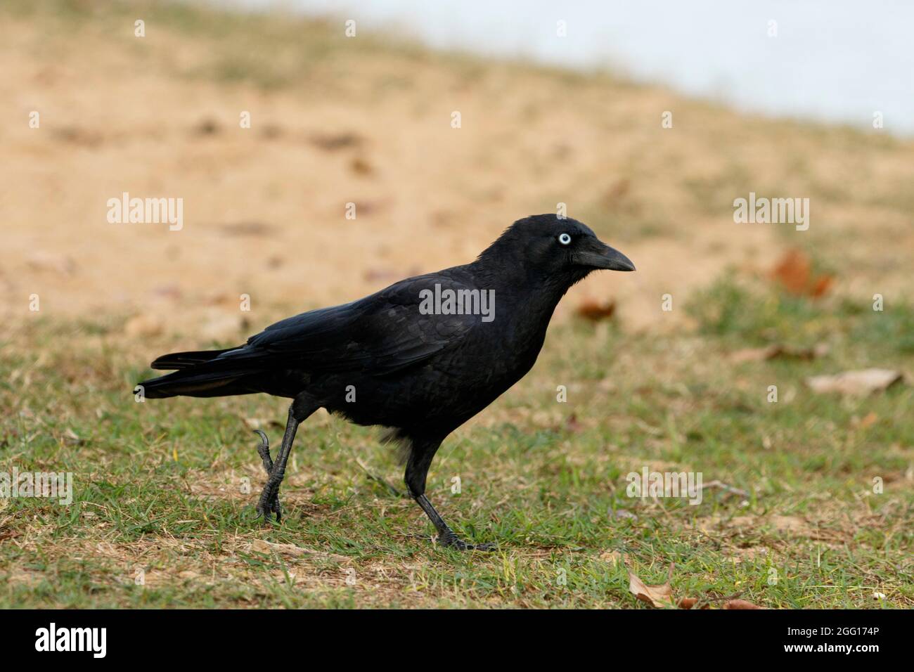 Torresian Crow (Corvus orru) on beach Redcliffe, Queensland, Australia ...