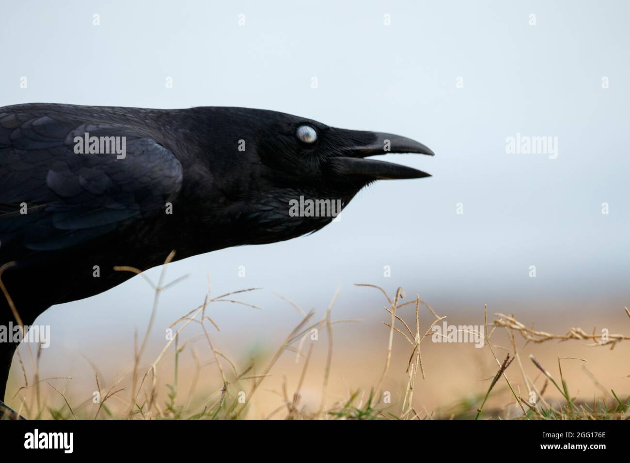 Torresian Crow (Corvus orru) on beach Redcliffe, Queensland, Australia ...