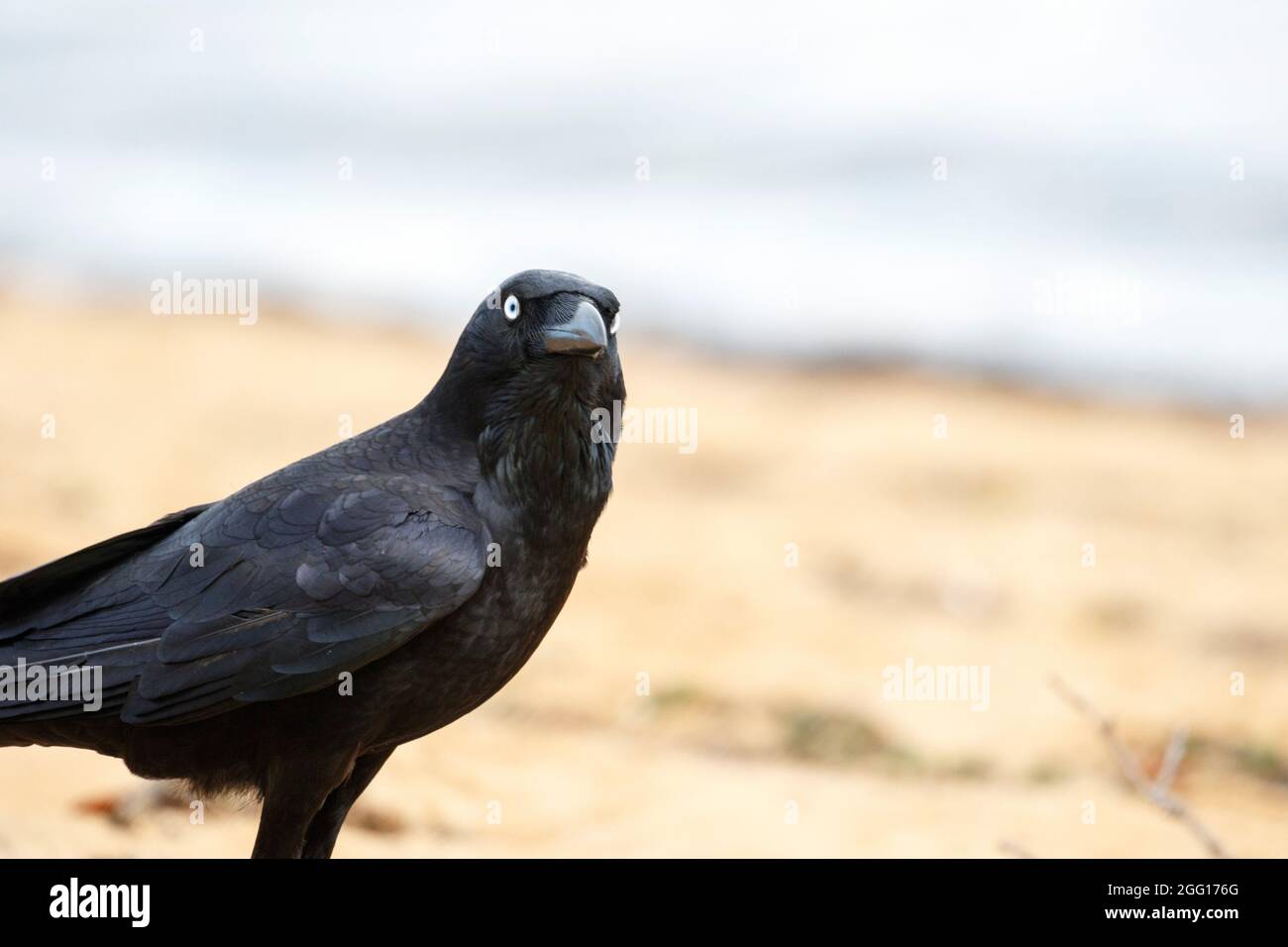 Torresian Crow (Corvus orru) on beach Redcliffe, Queensland, Australia ...