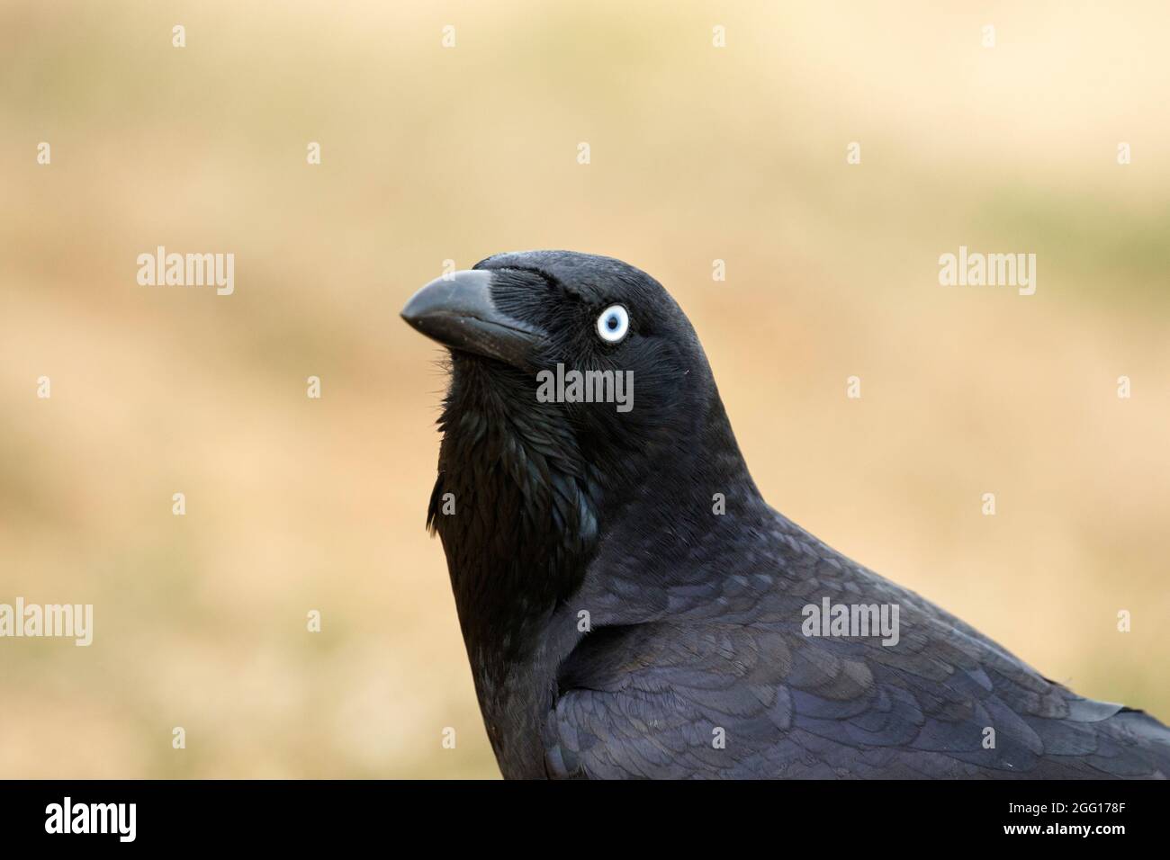 Torresian Crow (Corvus orru) on beach Redcliffe, Queensland, Australia ...