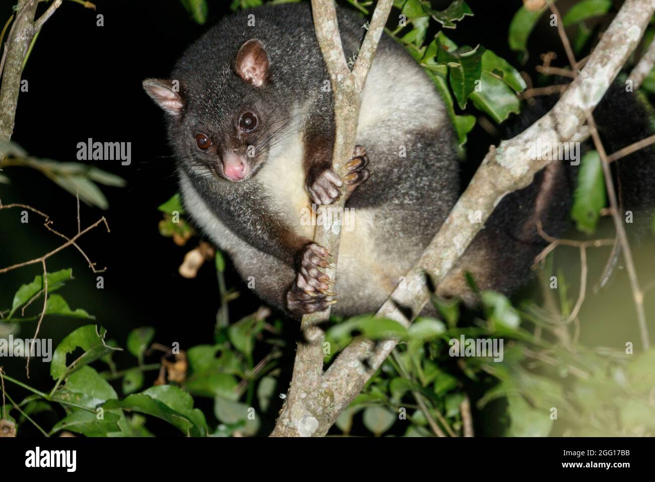 Short-Eared Brushtail Possum Green Mountains section of Lamington ...