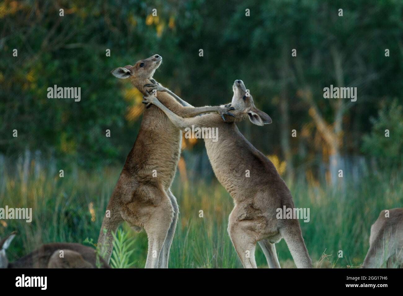Eastern Grey Kangaroo (Macropus giganteus) males fighting in ...