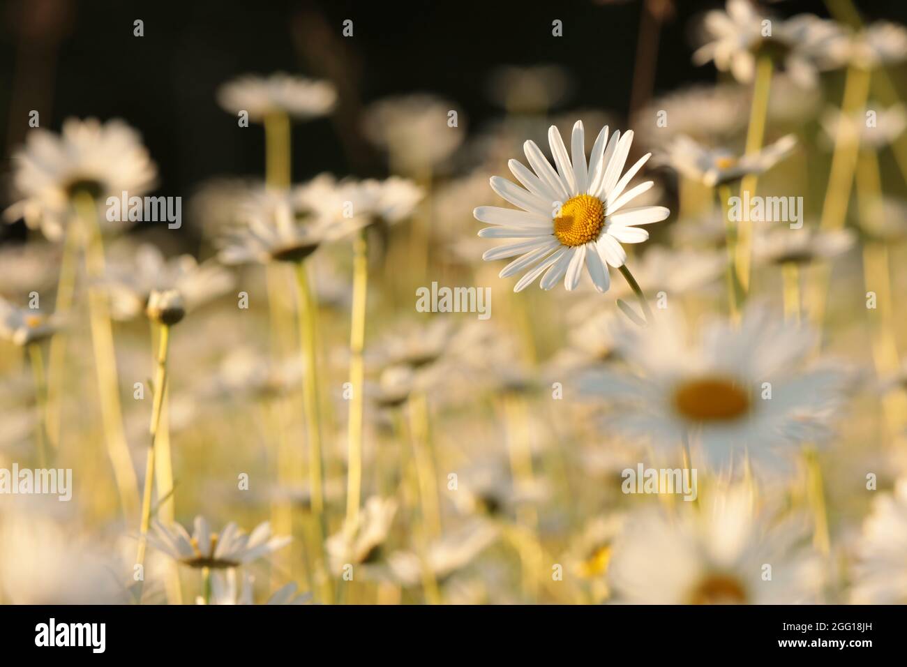 Daisy sunrise hi-res stock photography and images - Alamy