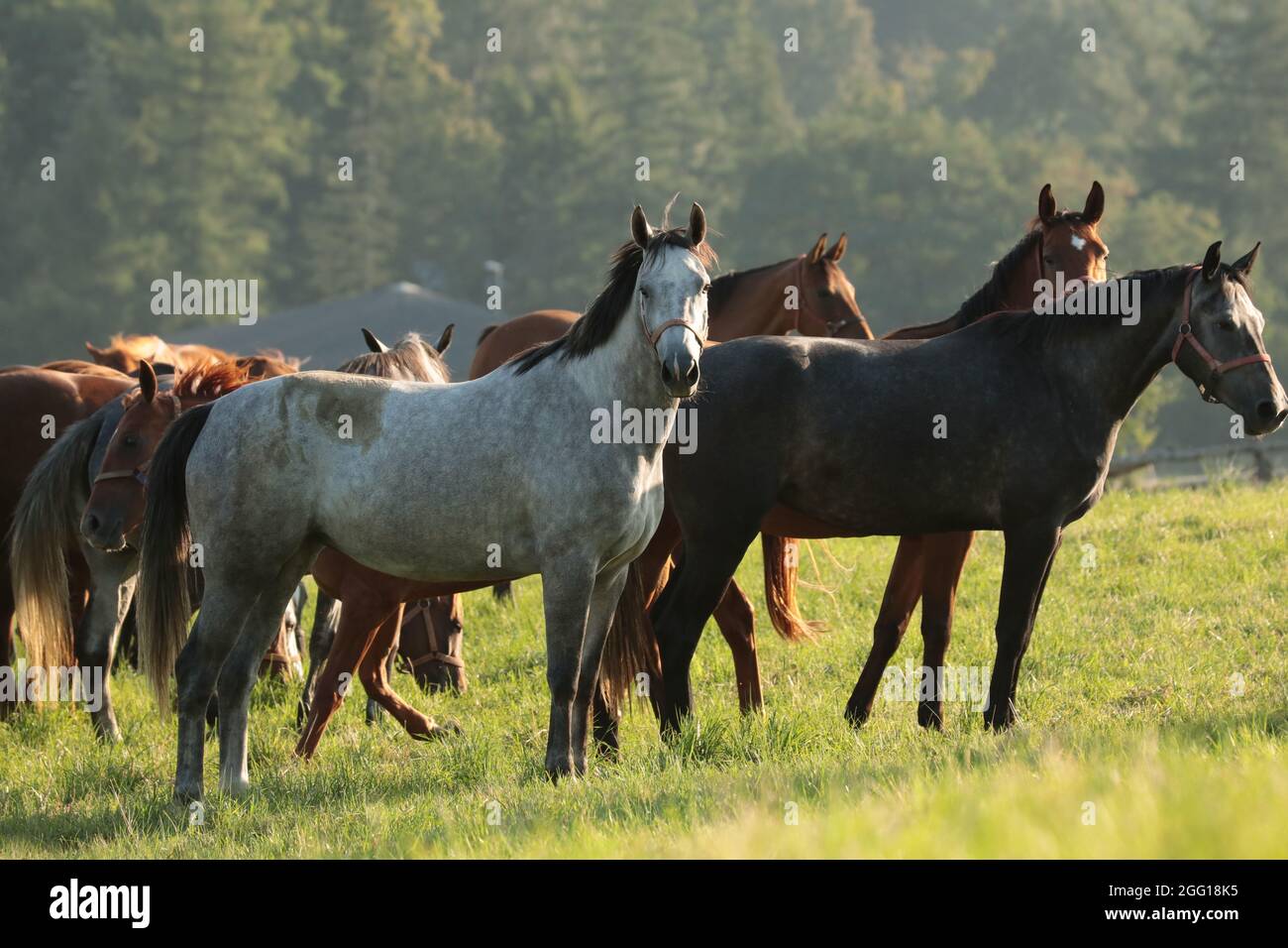 Mares in the pasture on a sunny morning Stock Photo - Alamy