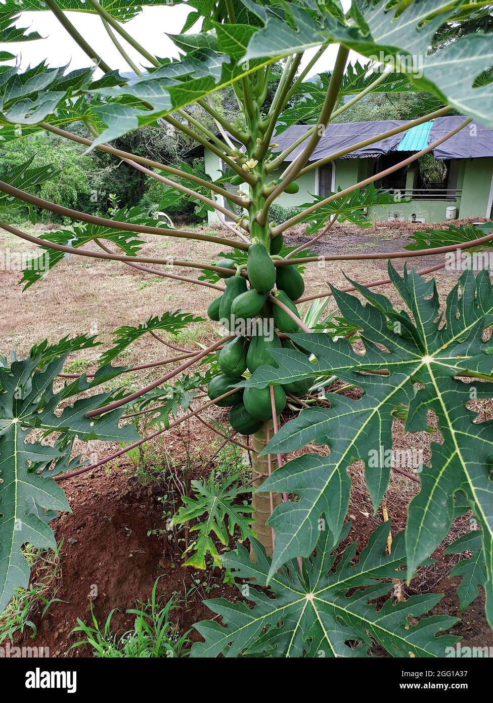 Papaya trees hi-res stock photography and images - Alamy