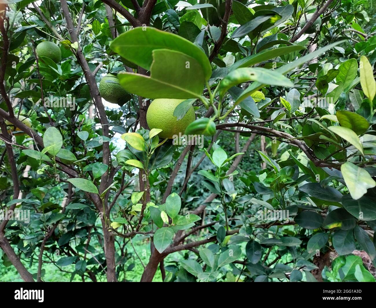 Laden with fruits hi-res stock photography and images - Alamy