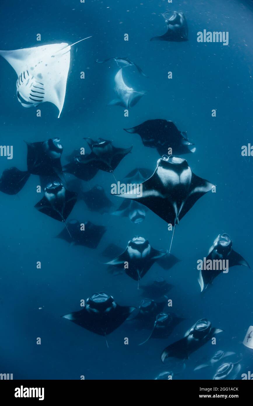 A school of Manta Rays in Maldives Stock Photo - Alamy