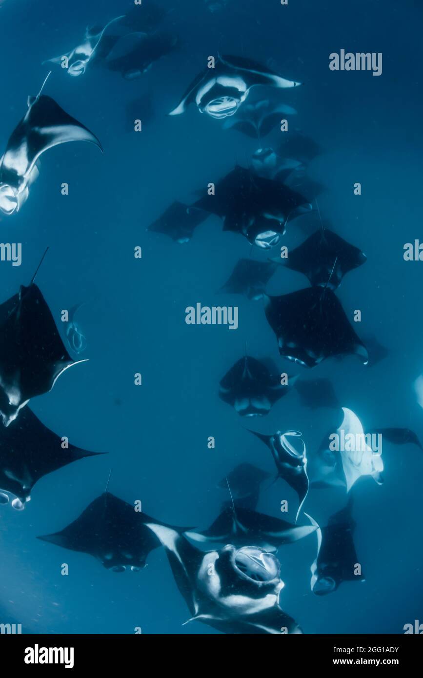 Manta rays floating underwater hi-res stock photography and images - Alamy
