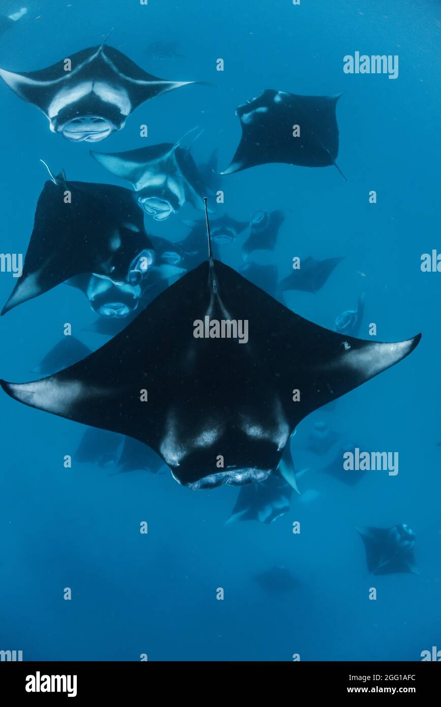 Manta rays floating underwater hi-res stock photography and images - Alamy