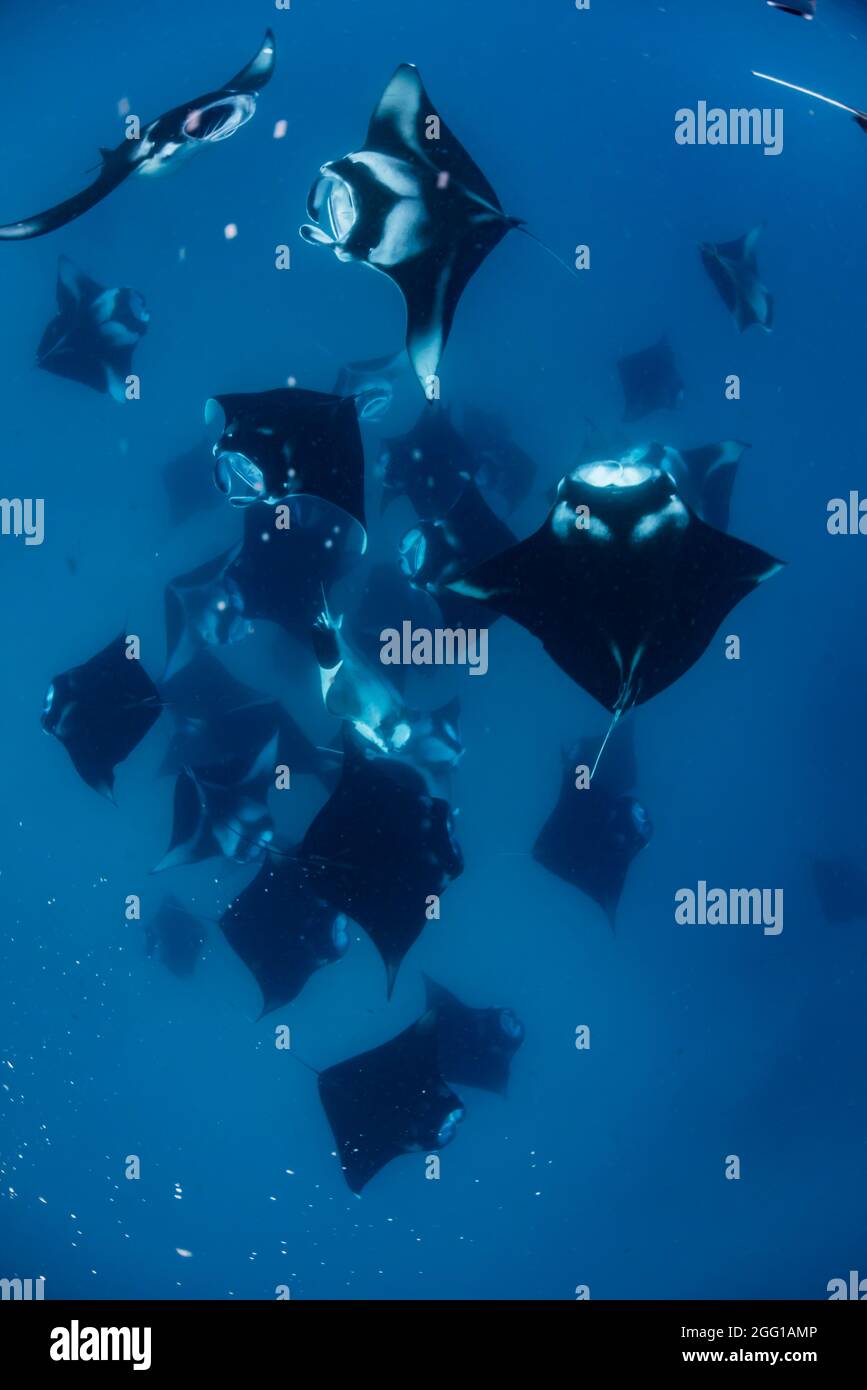School of manta rays hi-res stock photography and images - Alamy