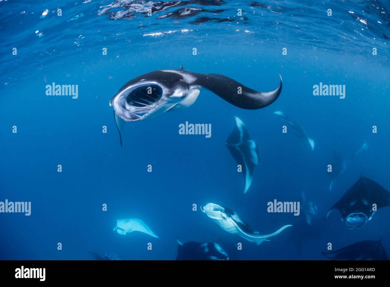Manta rays floating underwater hi-res stock photography and images - Alamy