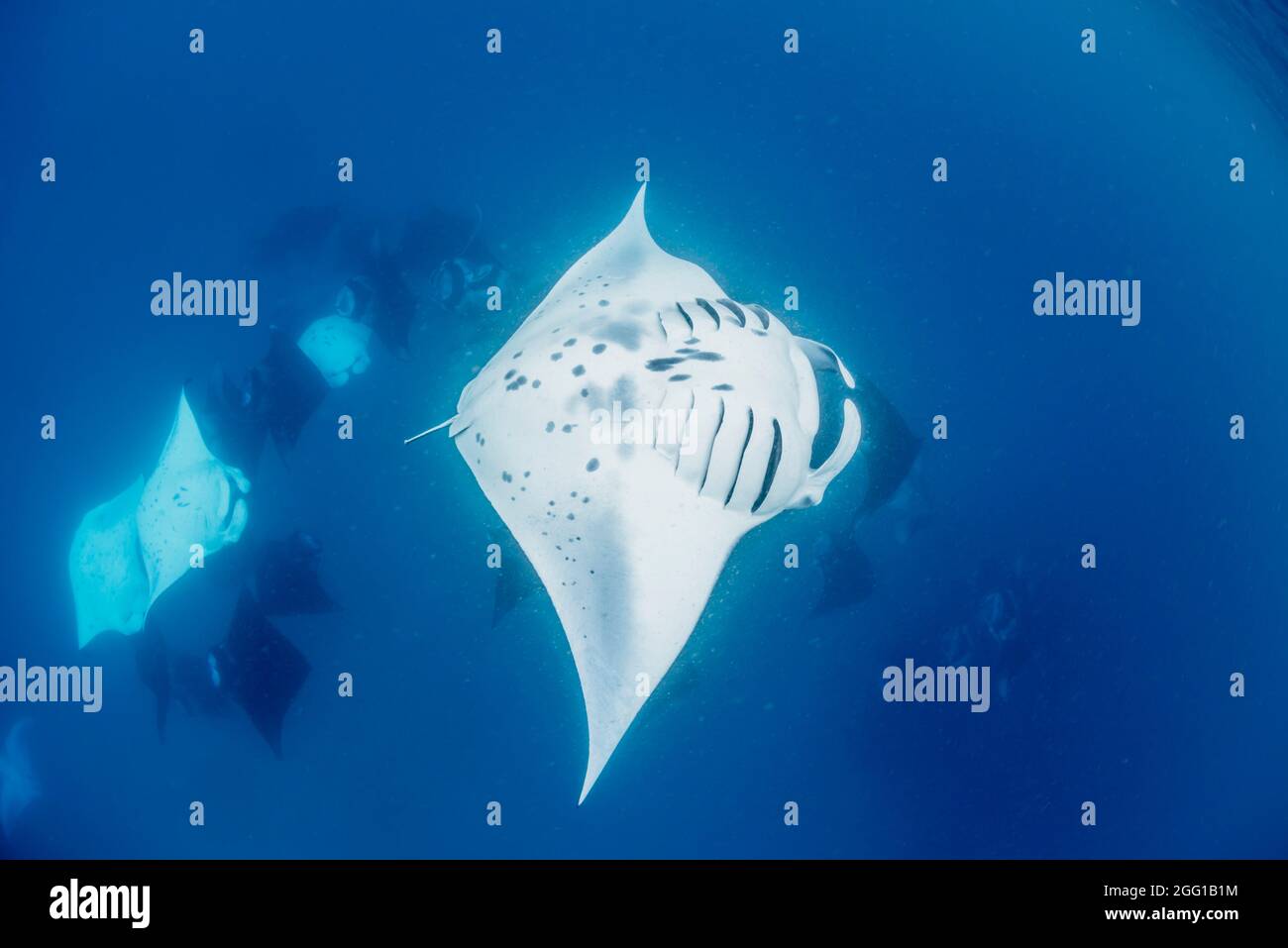 A school of Manta Rays in Maldives Stock Photo - Alamy