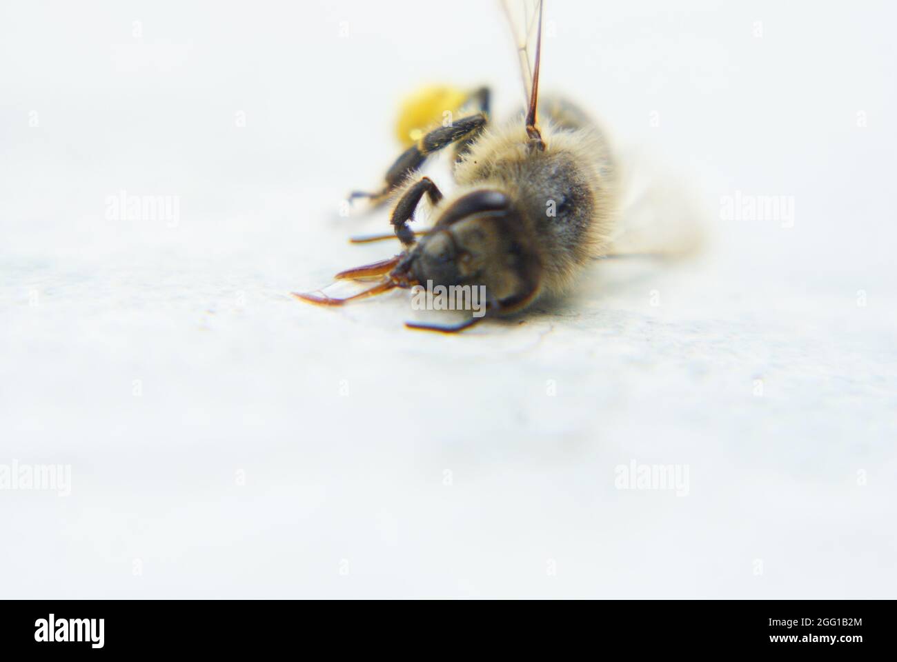 Dead bee isolated on a white background with free space for tex Stock ...