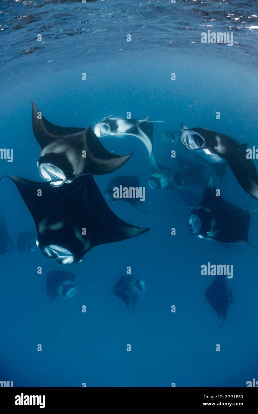 A school of Manta Rays in Maldives Stock Photo - Alamy