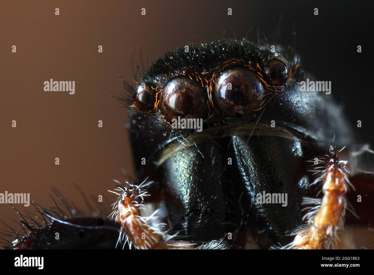 Jumping spider head close up hi-res stock photography and images - Alamy