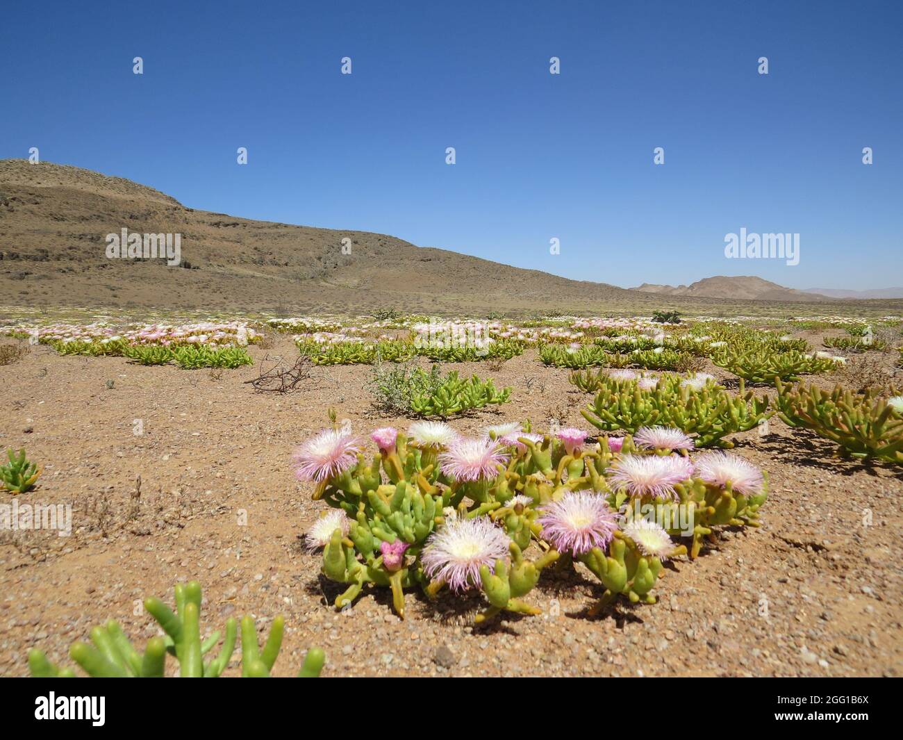 Richtersveld Nationalpark, South Africa. 25th Nov, 2020. Flowering ...