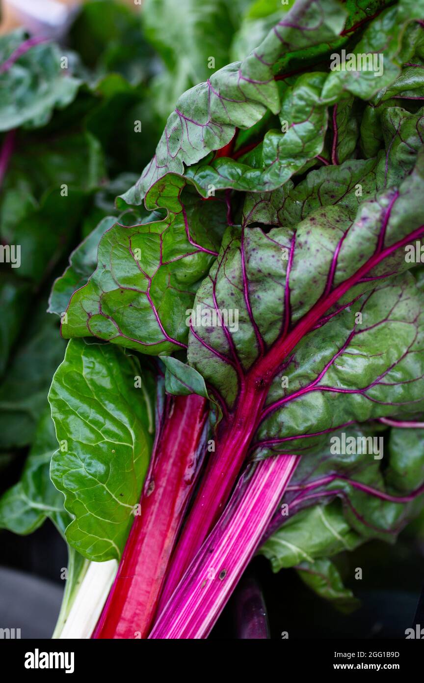 Swiss chard pattern hi-res stock photography and images - Alamy
