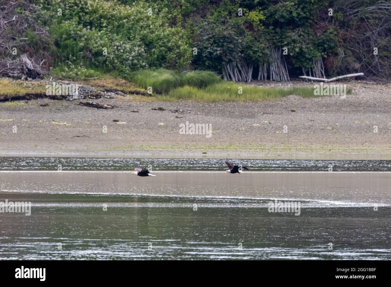Eagles flying together hi-res stock photography and images - Alamy