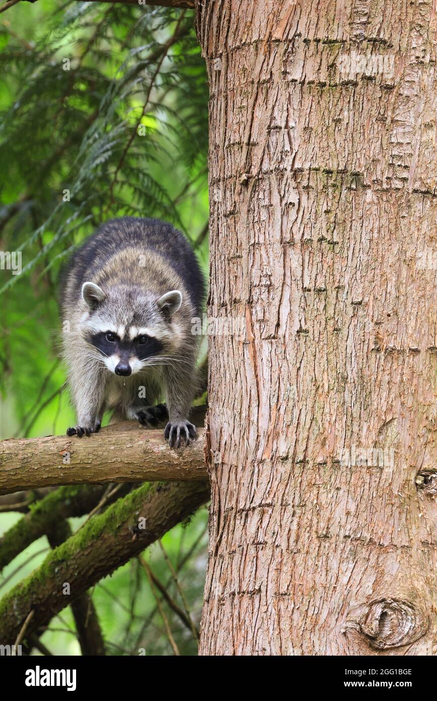 curious young raccoon staring out of a low tree branch Stock Photo - Alamy