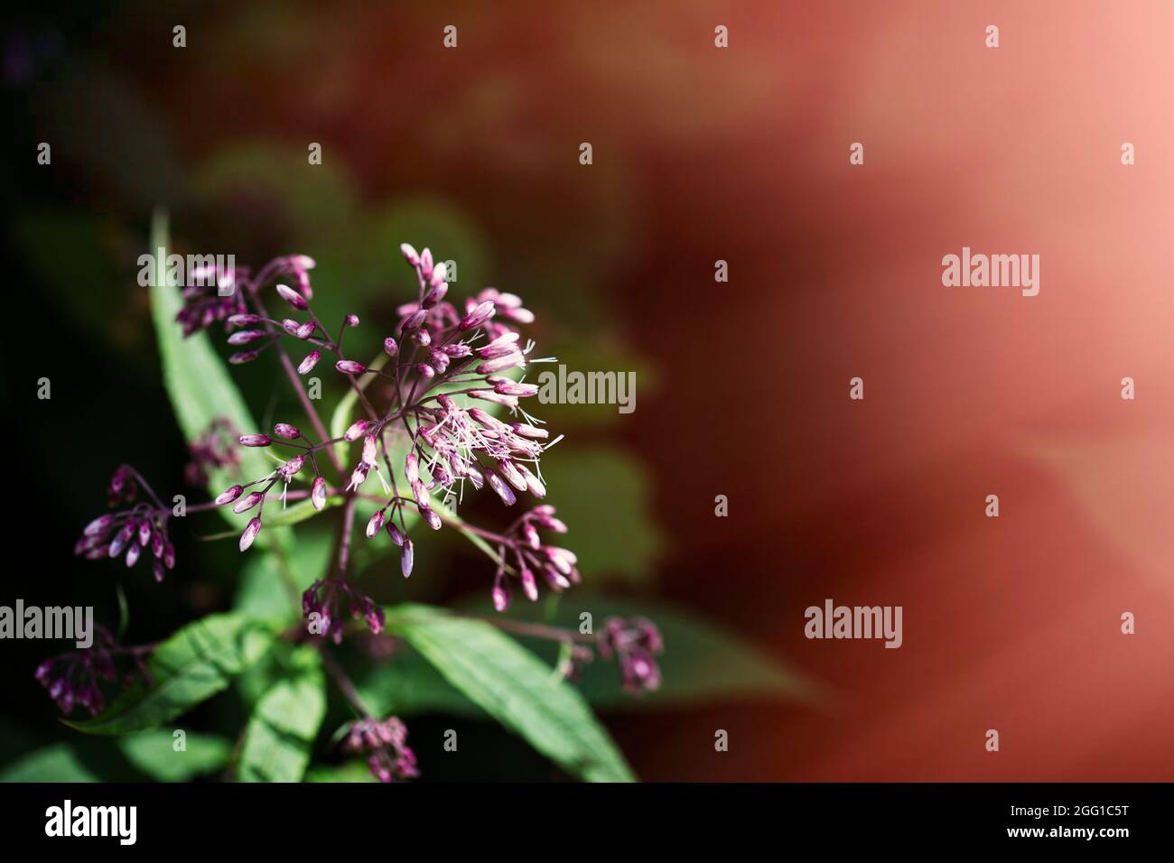 Purple wild flower in the Appalachian mountains in Virginia Stock Photo ...