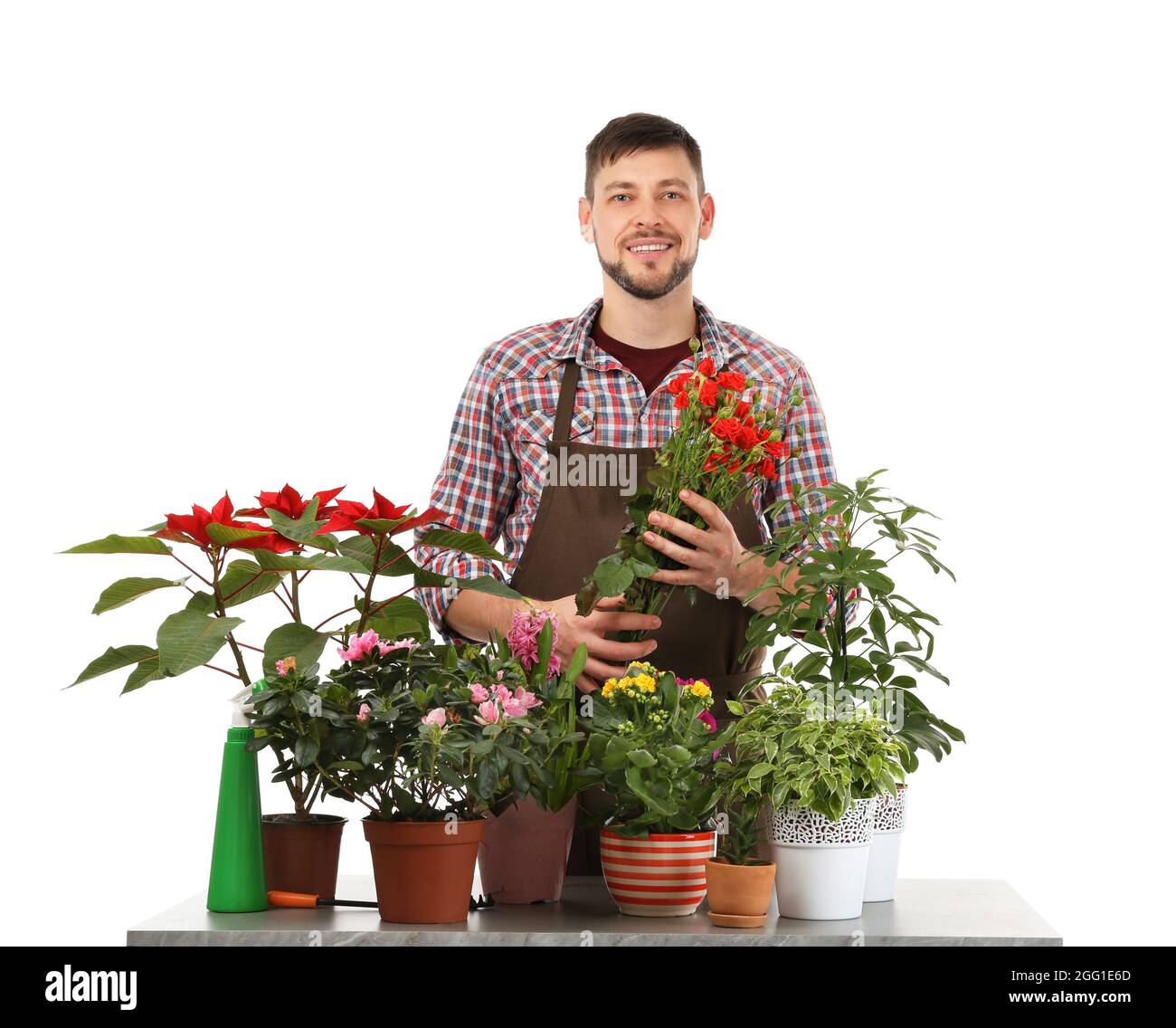 Male florist with beautiful house plants isolated on white background ...