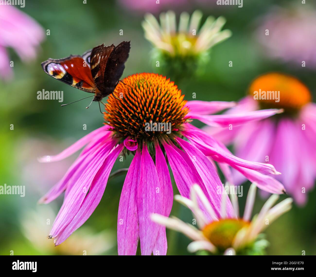 Beautiful colored European Peacock butterfly, Inachis io, Aglais io, on ...