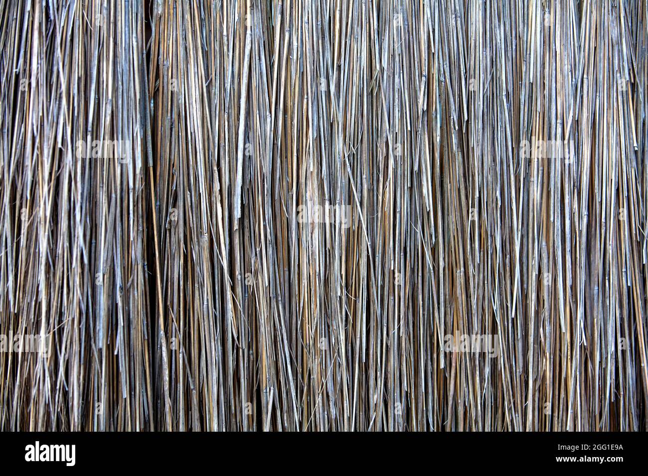 Brown grass pattern hi-res stock photography and images - Alamy