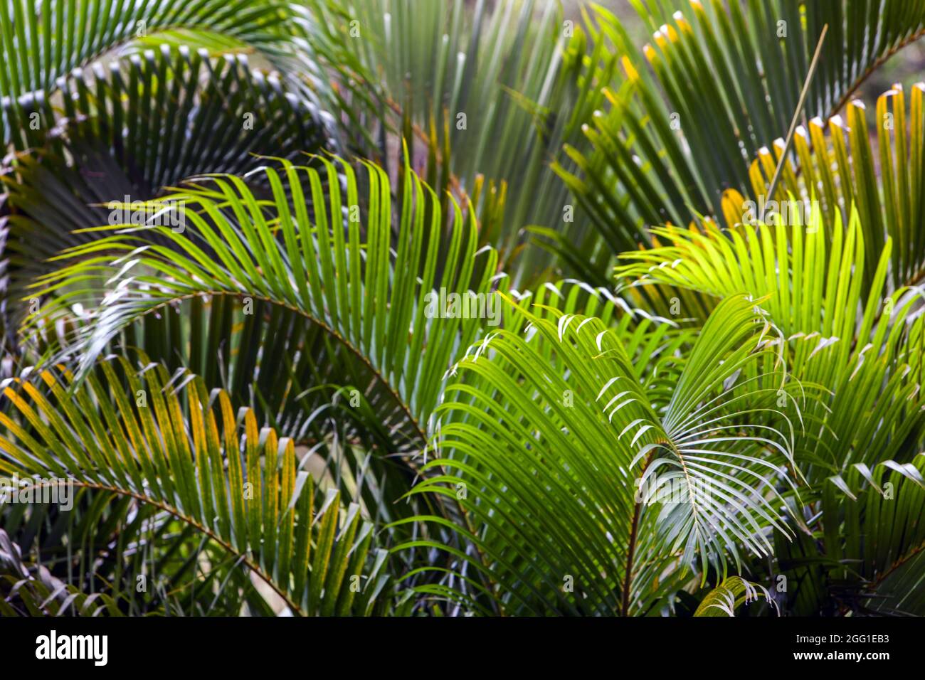 Hawaii fern foliage closeup hi-res stock photography and images - Alamy
