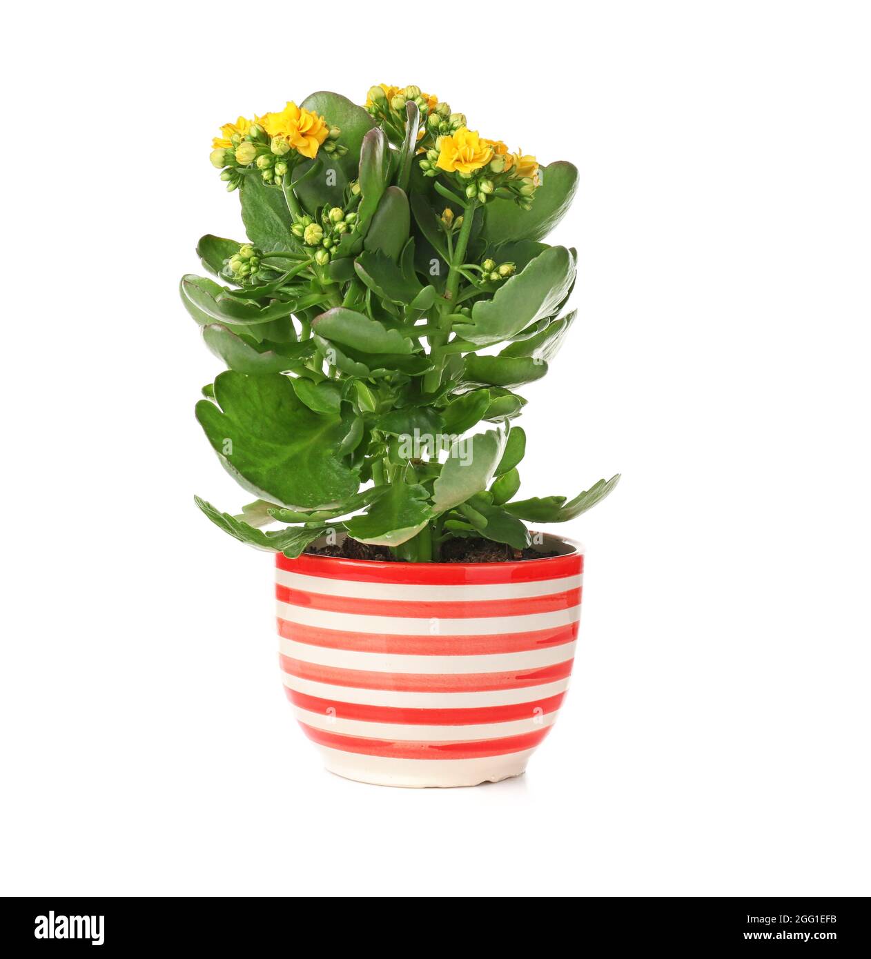 Beautiful kalanchoe pot on white background Stock Photo - Alamy