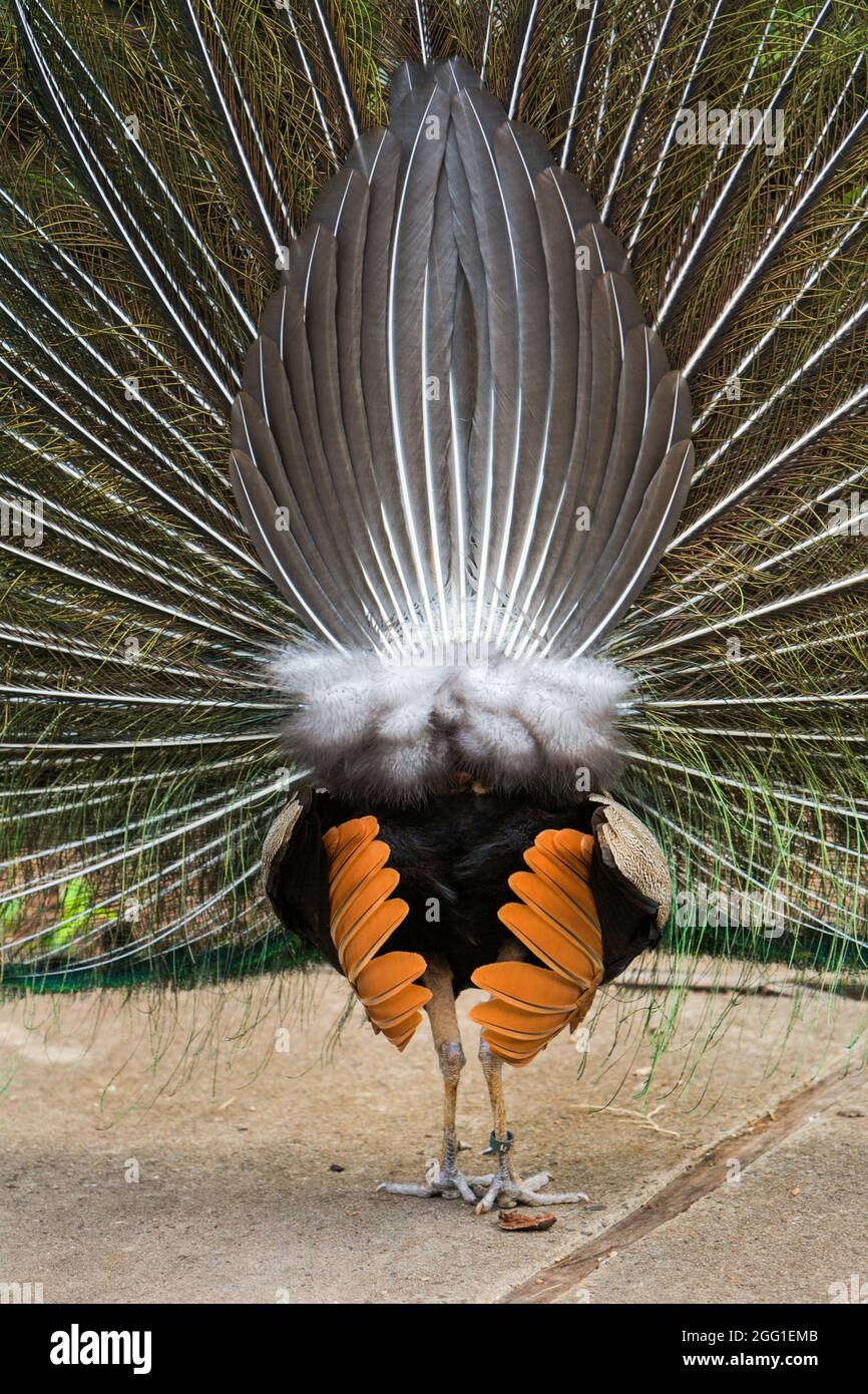 View of peacock's tail from behind as he spreads its feathers Stock ...