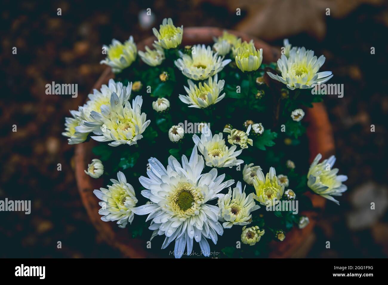 Nikon art hi-res stock photography and images - Alamy