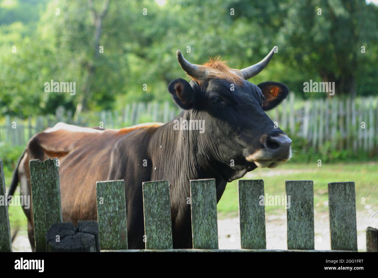 The cow goes to the pasture Stock Photo - Alamy