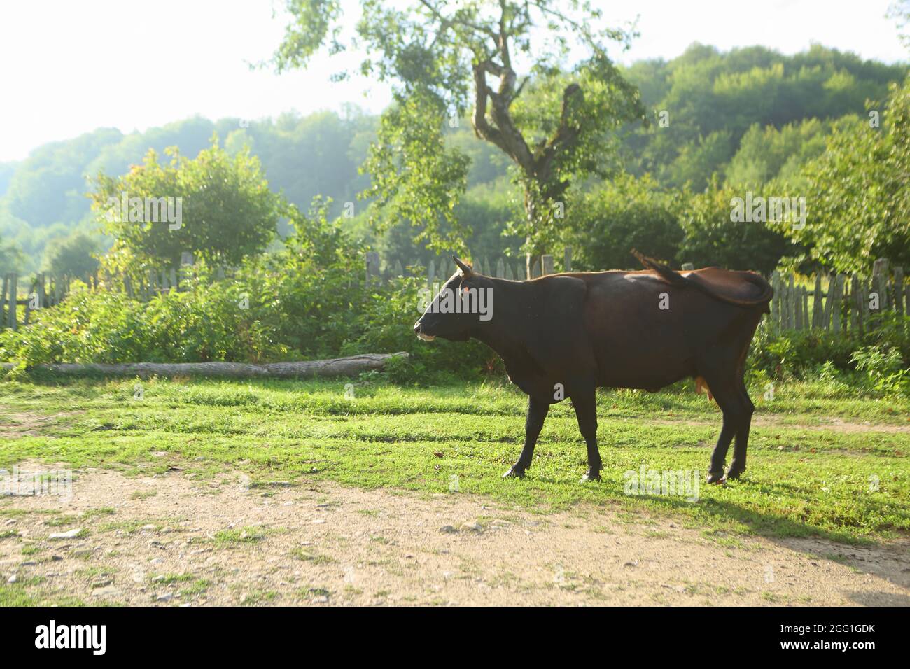 The cow goes to the pasture Stock Photo - Alamy