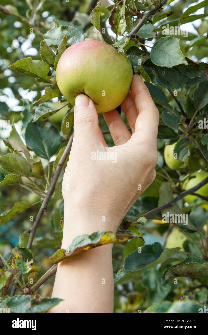 Woman's hand picking an apple. Female hand reaches for an apple in the ...
