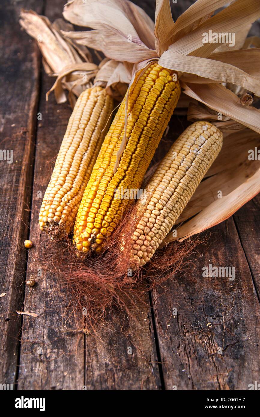 Maize cobs whole dried and ready for grinding Stock Photo - Alamy