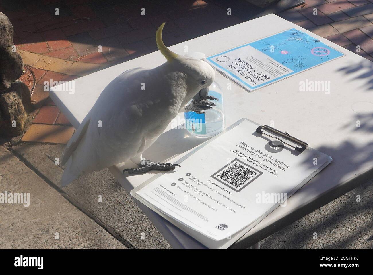 Check in animals hi-res stock photography and images - Alamy