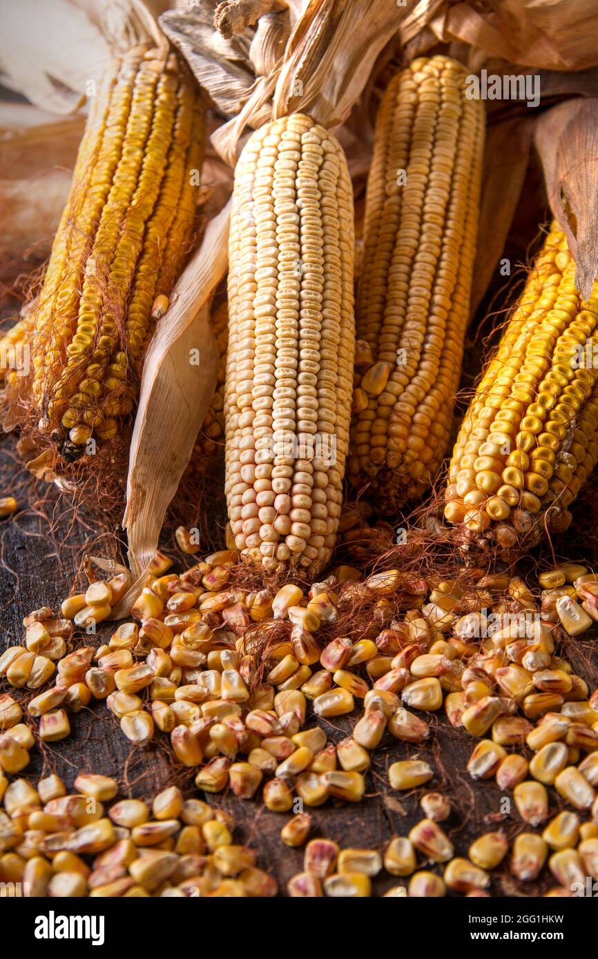 Maize cobs whole dried and ready for grinding Stock Photo - Alamy