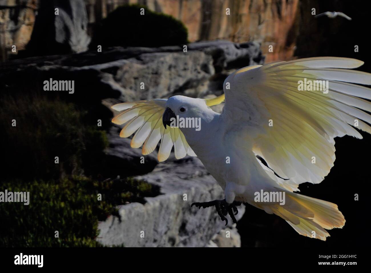 Cockatoo in Flight against Coastal Cliffs Stock Photo - Alamy
