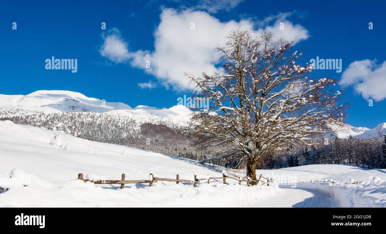 the road and the lonely snowy tree Stock Photo - Alamy