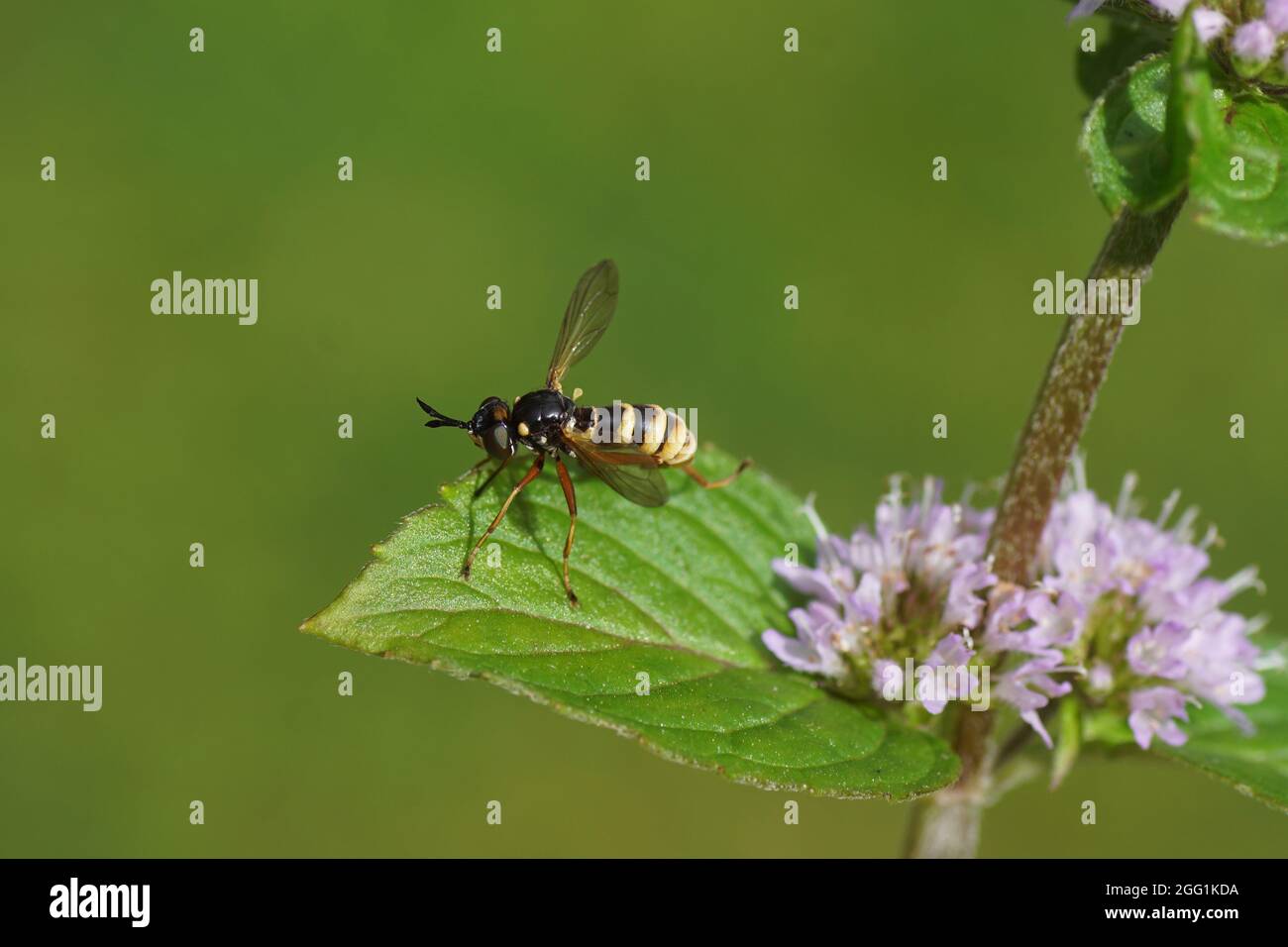 Yellow-banded conops (Conops quadrifasciatus), family Conopidae On a ...