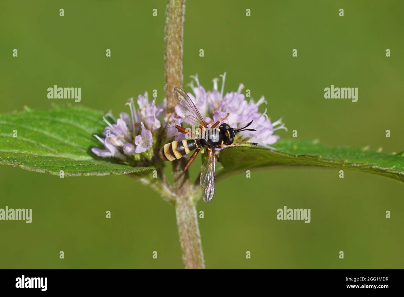 Yellow-banded conops (Conops quadrifasciatus), family Conopidae On a ...