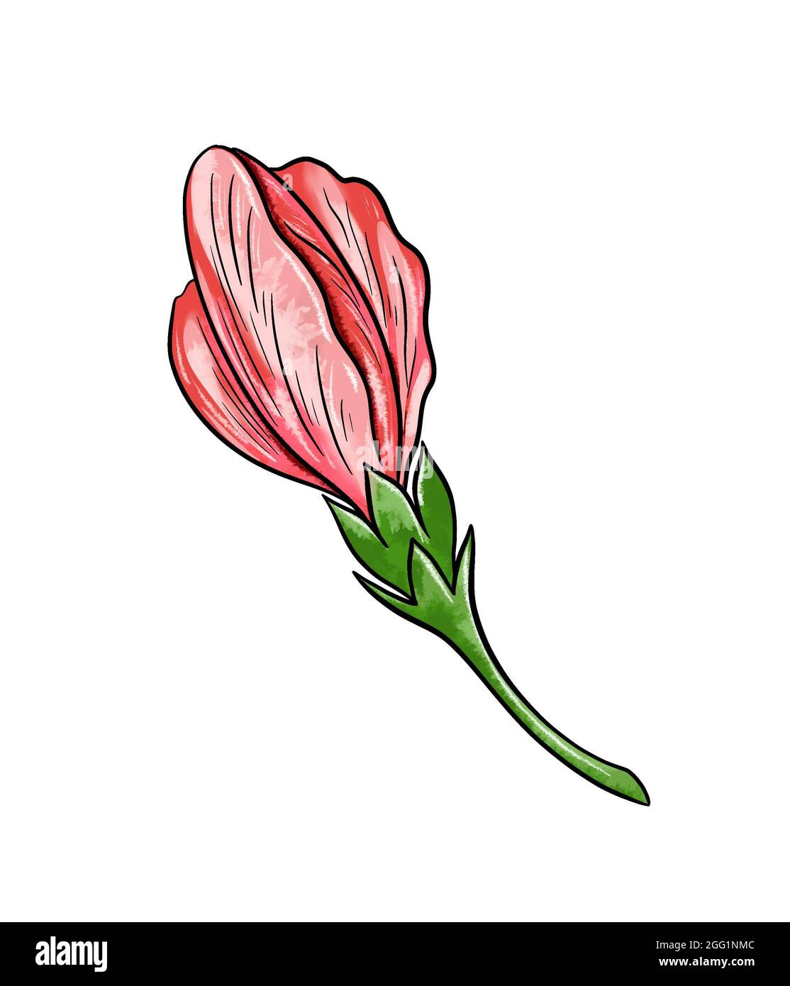 Illustration of a colored drawing of unopened pink flower bud on white ...
