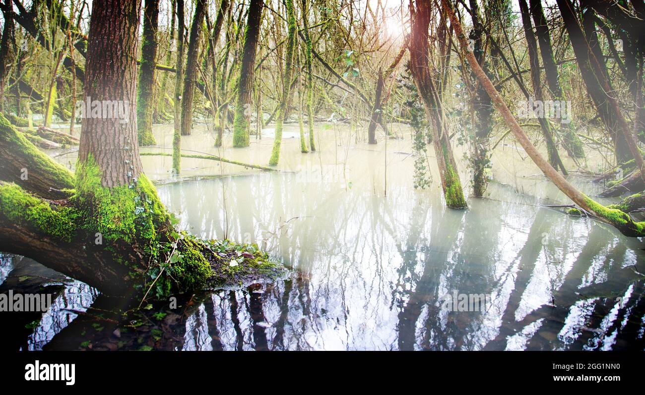 bog forest, mist, water flooded trees, fallen old trees with green moss ...