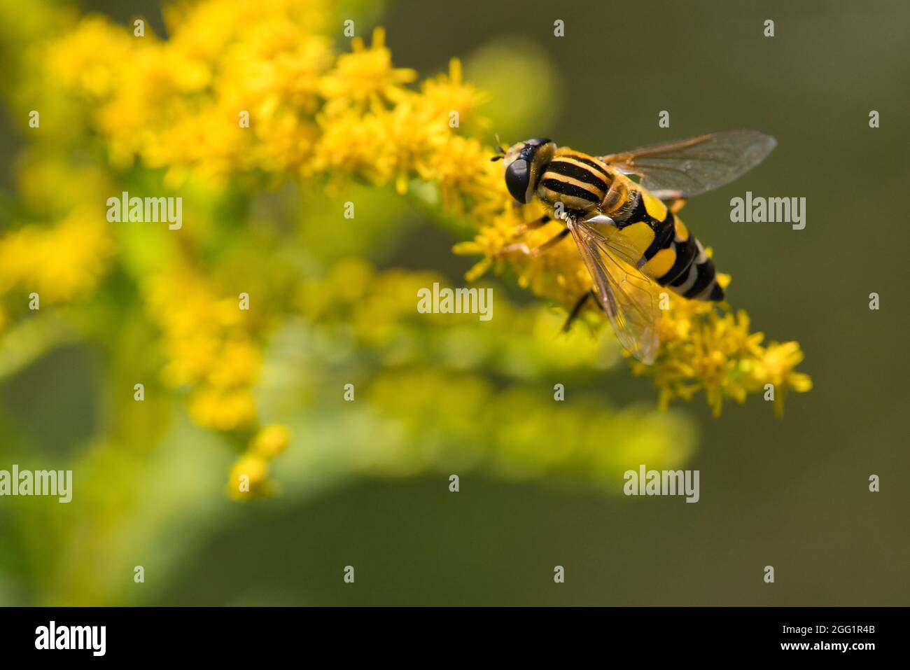 European hoverfly (Helophilus trivittatus) on a flower Stock Photo - Alamy