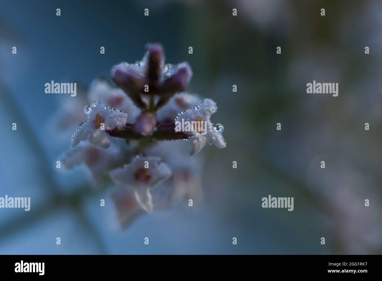 Verbena plant hi-res stock photography and images - Alamy