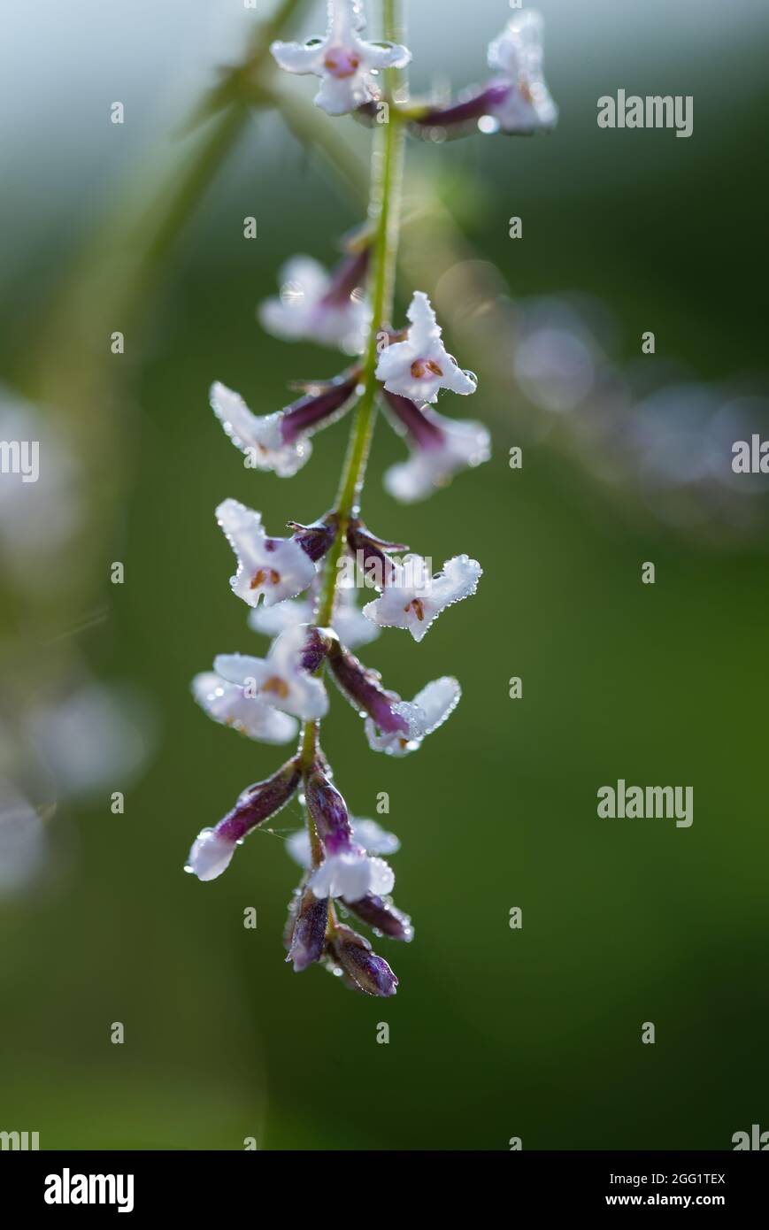 Verbena plant hi-res stock photography and images - Alamy